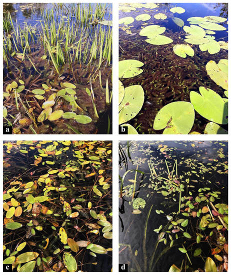 Current Distribution and Conservation Issues of Aquatic Plant Species ...