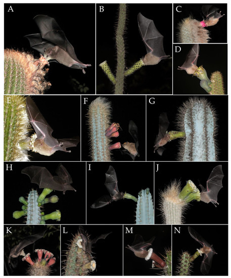 Floral Specialization and Bat Pollination in Subtribe Cereinae ...