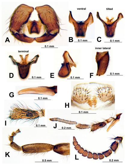 Diversity | Free Full-Text | North–South Differentiation of Black Flies ...