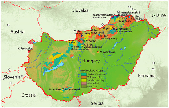 Not the Last Piece of the Puzzle: Niphargus Phylogeny in Hungary