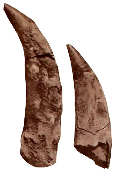 Cranial Material of Long-Snouted Dolphins (Cetacea, Odontoceti ...