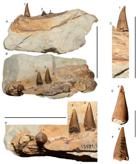 Cranial Material of Long-Snouted Dolphins (Cetacea, Odontoceti ...