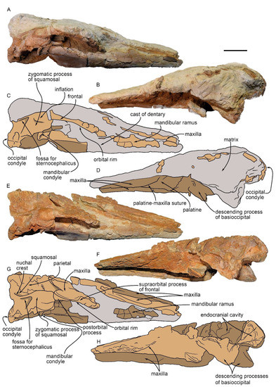 Cranial Material of Long-Snouted Dolphins (Cetacea, Odontoceti ...