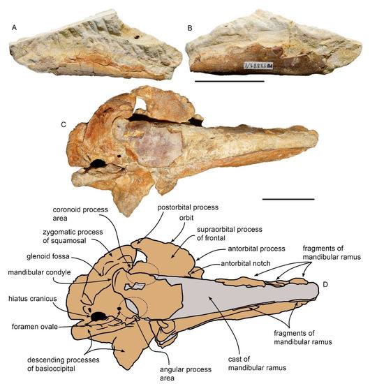 Cranial Material of Long-Snouted Dolphins (Cetacea, Odontoceti ...