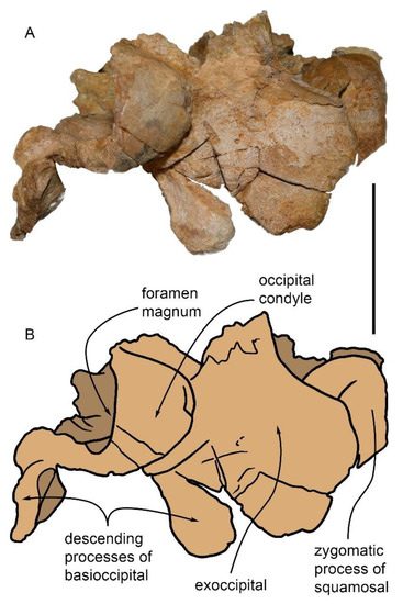 Cranial Material of Long-Snouted Dolphins (Cetacea, Odontoceti ...