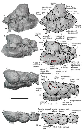 Cranial Material of Long-Snouted Dolphins (Cetacea, Odontoceti ...