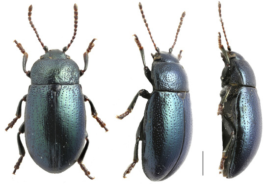 Genus Apterocuris Jacobson, 1901 (Coleoptera: Chrysomelidae) in the ...