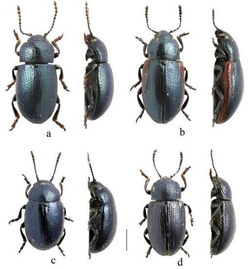 Genus Apterocuris Jacobson, 1901 (Coleoptera: Chrysomelidae) in the ...
