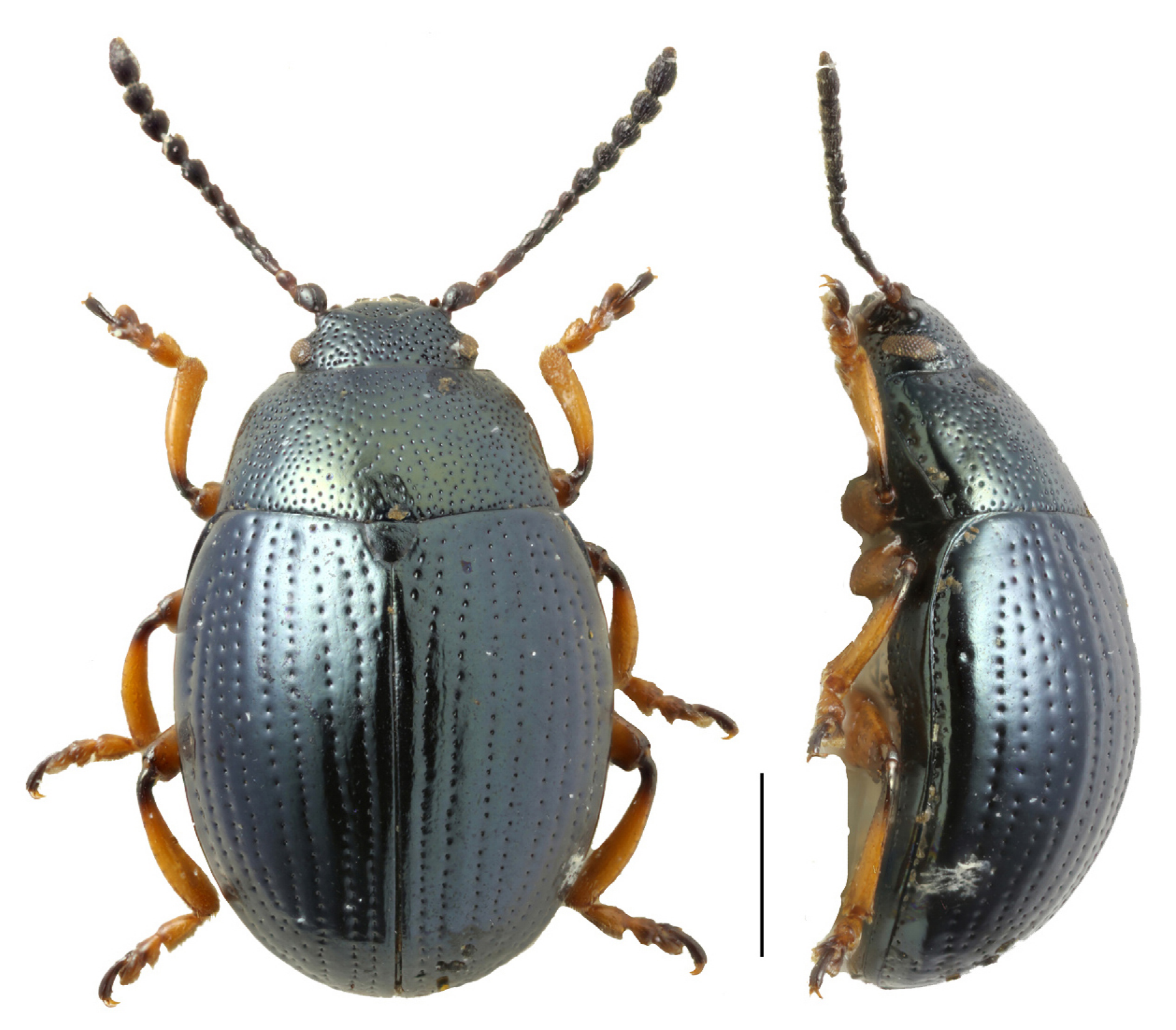 Genus Apterocuris Jacobson, 1901 (Coleoptera: Chrysomelidae) in the ...