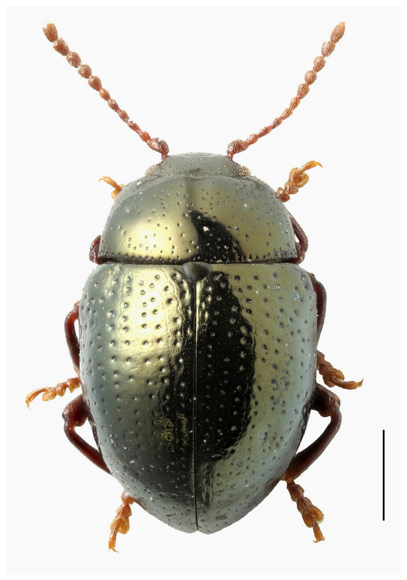 Genus Apterocuris Jacobson, 1901 (Coleoptera: Chrysomelidae) in the ...