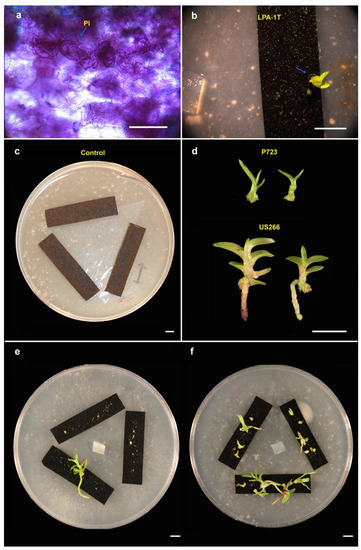 Symbiotic Seed Germination and Seedling Development of Epidendrum ...