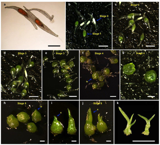 Symbiotic Seed Germination and Seedling Development of Epidendrum ...