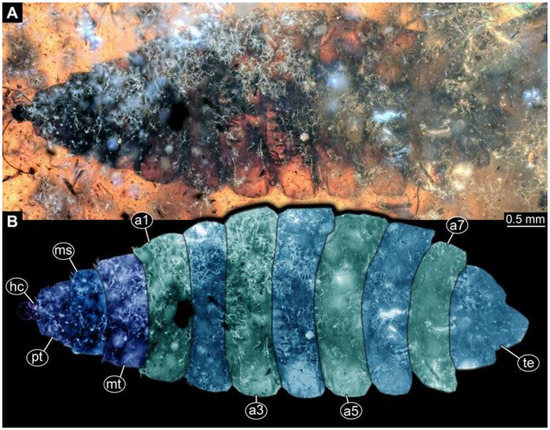 Expanding the Fossil Record of Soldier Fly Larvae—An Important ...