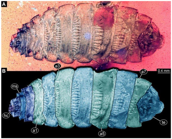 Expanding the Fossil Record of Soldier Fly Larvae—An Important ...