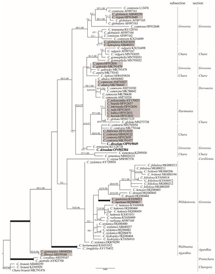 ‘Unfinished’ Morphogenesis Hides Different Speciation Pathways in ...