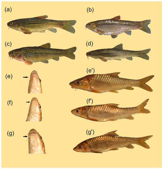 Checklist of the Fishes of the Kundelungu National Park (Upper Congo ...