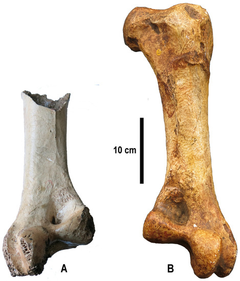 The Missing Late Pleistocene Ostrich Femur from Zhoukoudian (China ...