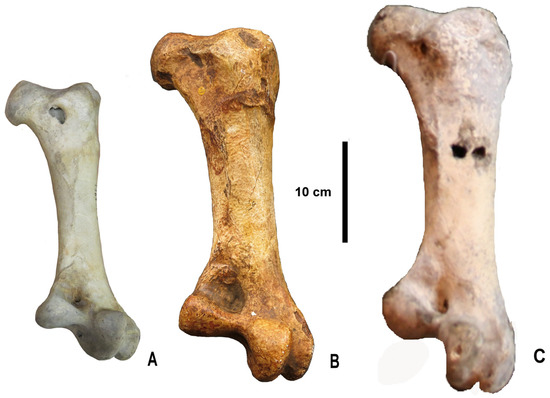 The Missing Late Pleistocene Ostrich Femur from Zhoukoudian (China ...