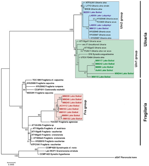 Delimitation of Some Taxa of Ulnaria and Fragilaria (Bacillariophyceae ...