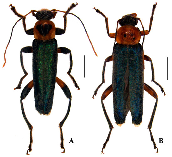 First Record of Osphya (Melandryidae: Osphyinae) from Chinese Mainland ...