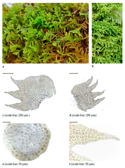 Characterizing and Quantifying Water Content in 14 Species of ...