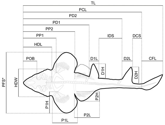 Systematics and Phylogenetic Interrelationships of the Enigmatic Late ...