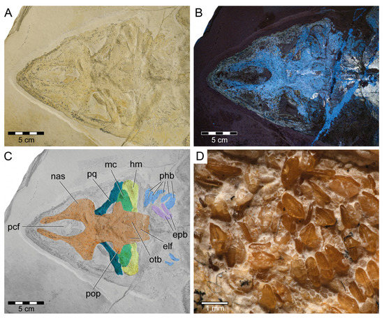 Systematics and Phylogenetic Interrelationships of the Enigmatic Late ...