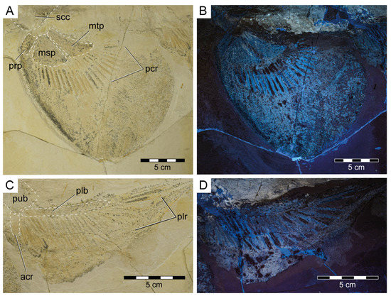 Systematics and Phylogenetic Interrelationships of the Enigmatic Late ...