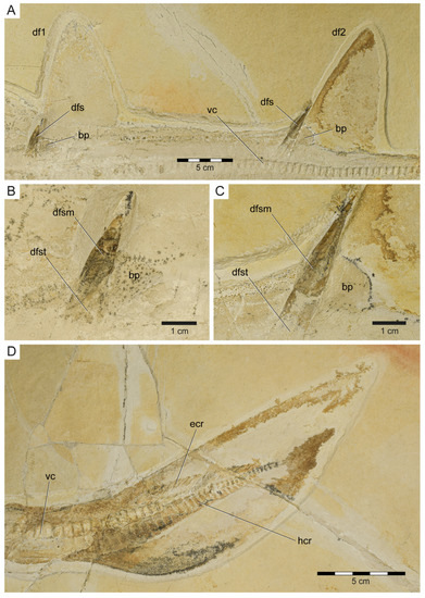 Systematics and Phylogenetic Interrelationships of the Enigmatic Late ...