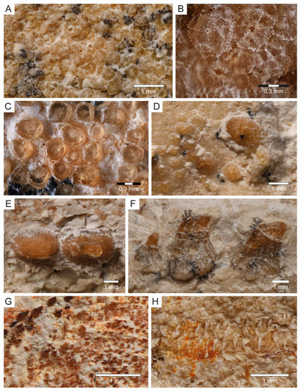 Systematics and Phylogenetic Interrelationships of the Enigmatic Late ...