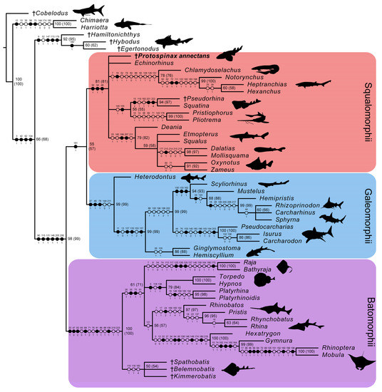 Systematics and Phylogenetic Interrelationships of the Enigmatic Late ...