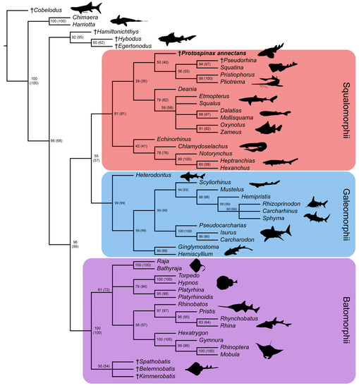 Systematics and Phylogenetic Interrelationships of the Enigmatic Late ...