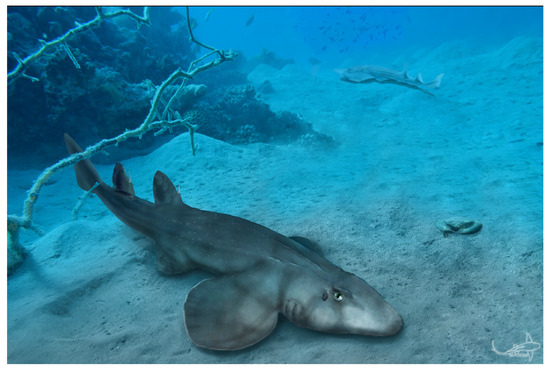 Systematics and Phylogenetic Interrelationships of the Enigmatic Late ...