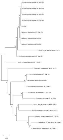First Record of Beauveria varroae, Cordyceps blackwelliae, and ...