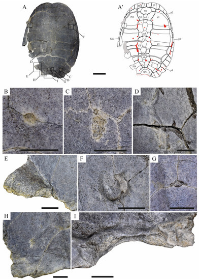 Analysis of the Anomalies in a Middle Eocene Shell of Neochelys ...