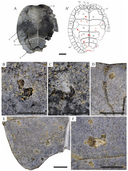 Analysis of the Anomalies in a Middle Eocene Shell of Neochelys ...