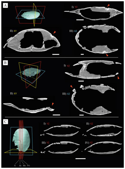 Analysis of the Anomalies in a Middle Eocene Shell of Neochelys ...