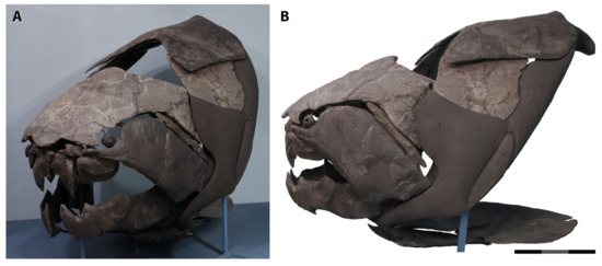 A Devonian Fish Tale: A New Method of Body Length Estimation Suggests ...