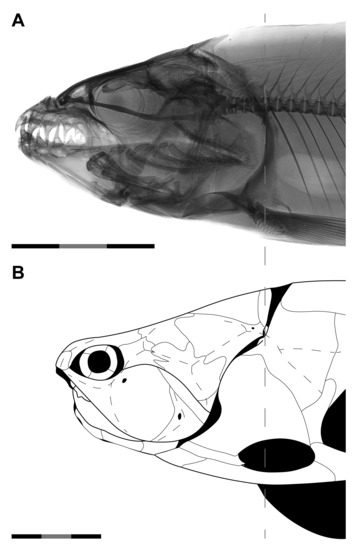 A Devonian Fish Tale: A New Method of Body Length Estimation Suggests ...