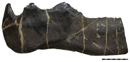 A Devonian Fish Tale: A New Method of Body Length Estimation Suggests ...