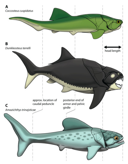 A Devonian Fish Tale: A New Method of Body Length Estimation Suggests ...