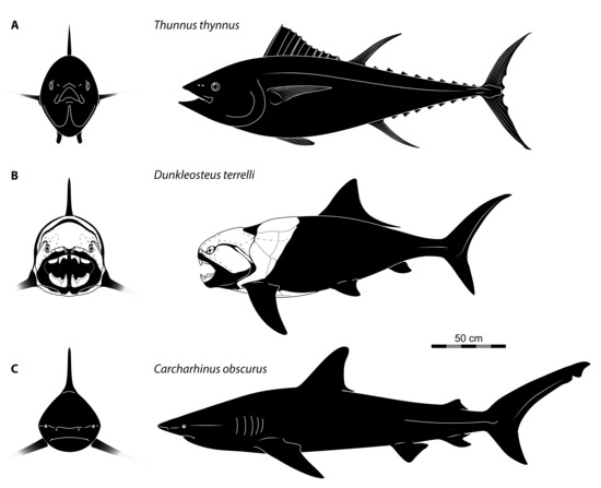 A Devonian Fish Tale: A New Method of Body Length Estimation Suggests ...