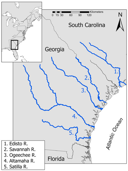 Two Distinct Life History Strategies of Atlantic Sturgeon in the ...