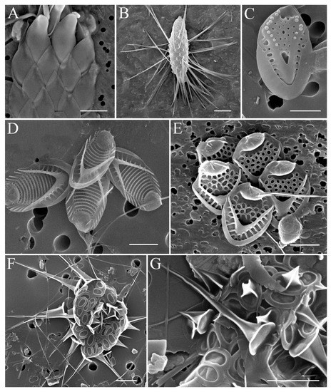Under-Ice Development of Silica-Scaled Chrysophytes with Different ...