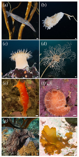 Roving Diver Survey as a Rapid and Cost-Effective Methodology to ...