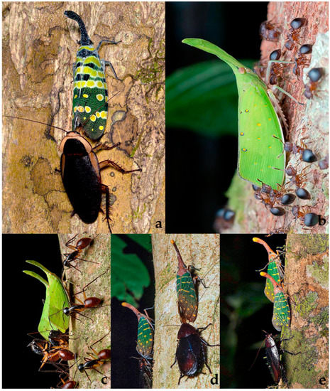 Diversity | Free Full-Text | When Cockroaches Replace Ants in ...