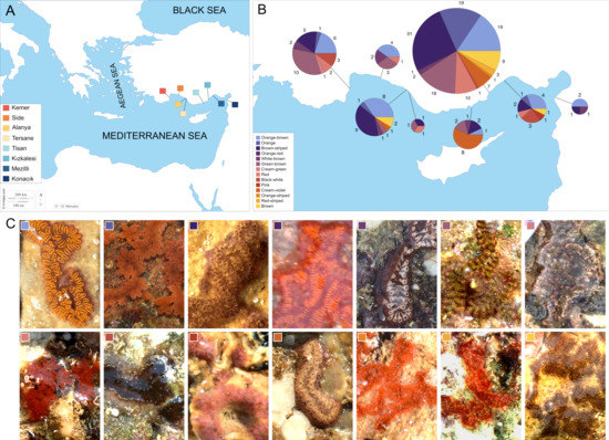 Phylogeographic and Morphological Analysis of Botrylloides niger ...