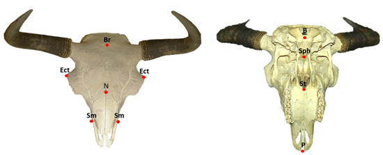 Temporal Trends in Skull Morphology of the European Bison from the 1950s to the Present Day