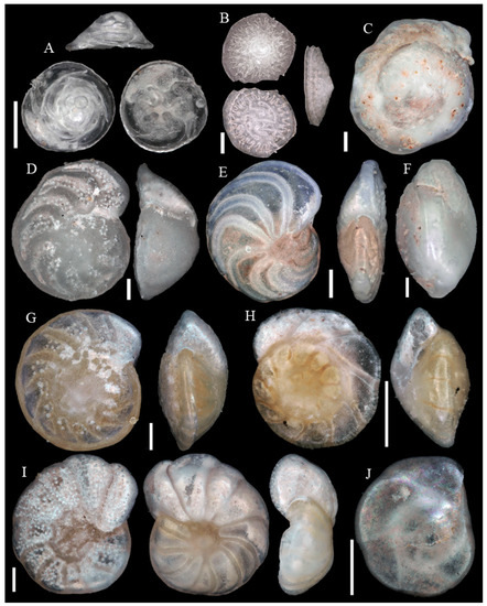 Diversity | Free Full-Text | Benthic Foraminifera Diversity of the ...