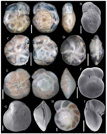 Diversity | Free Full-Text | Benthic Foraminifera Diversity of the ...